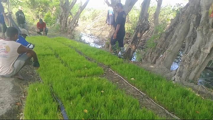 Karau estraga vireiru hare iha Bandeza Pastiku (Tray Semay) hamutuk 60 ...